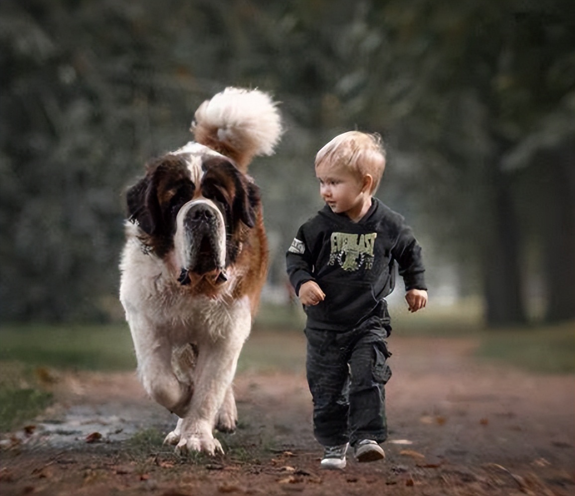 Dogs have the greatest sincerity to humans: they have the gene for ...