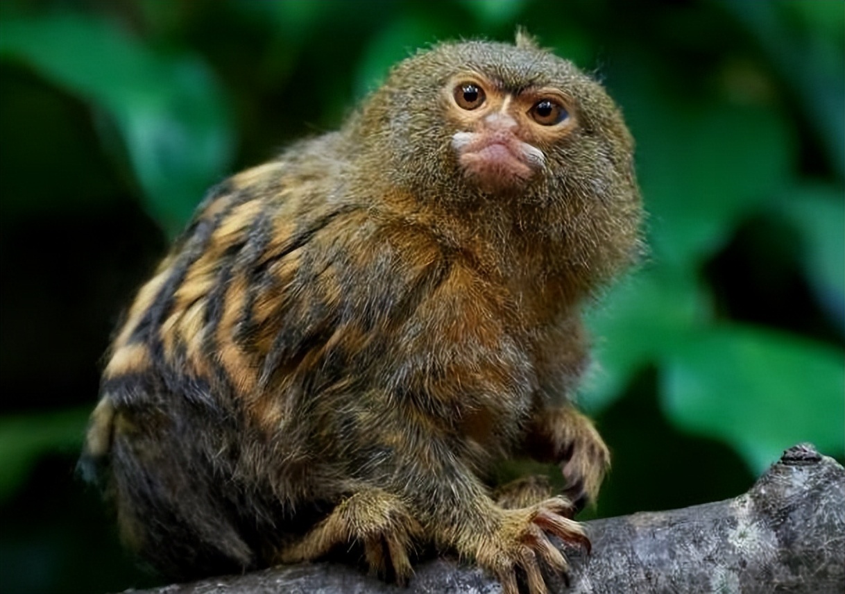 Small body, big world: the ecology and behavior of pygmy marmosets - iNEWS