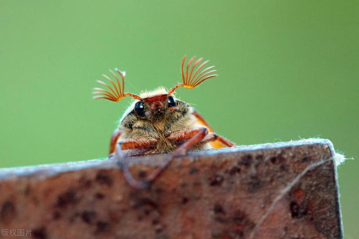 The Strange Evolution Journey of the Scarab: Exploring the Legendary ...