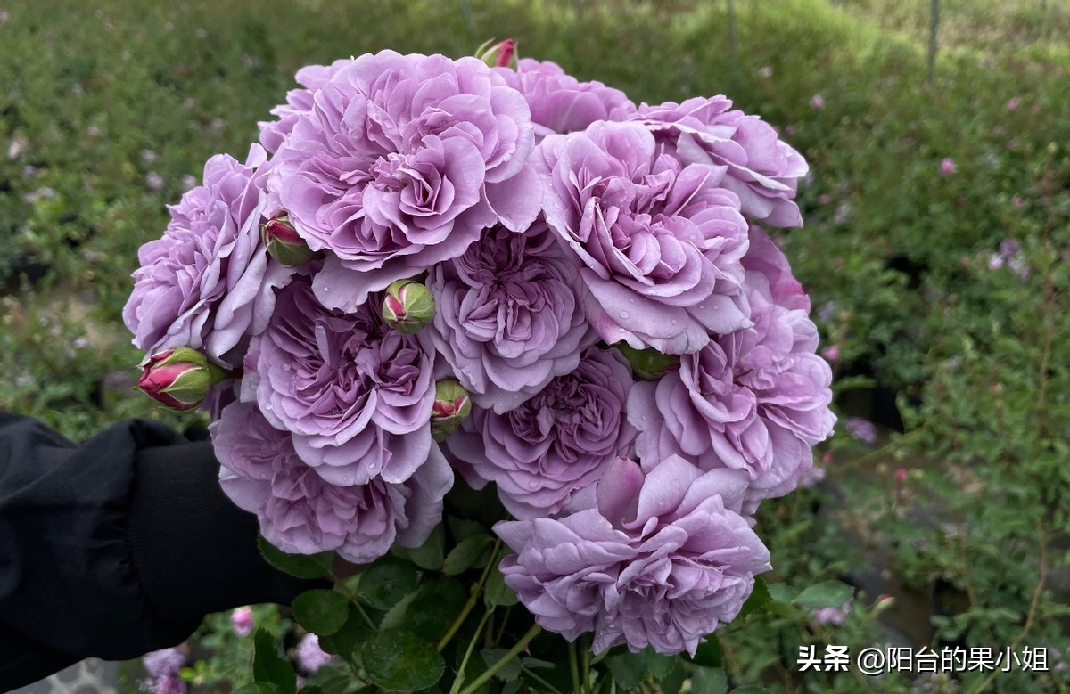 How to choose high-quality rose seedlings for novices, see here - iNEWS