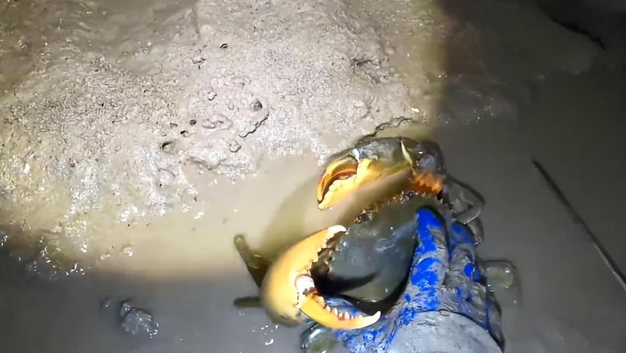Indonesia is so rich in seafood. Look at how the locals pick up crabs ...