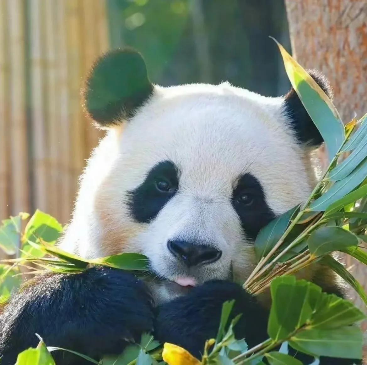 super cute panda pictures - iMedia