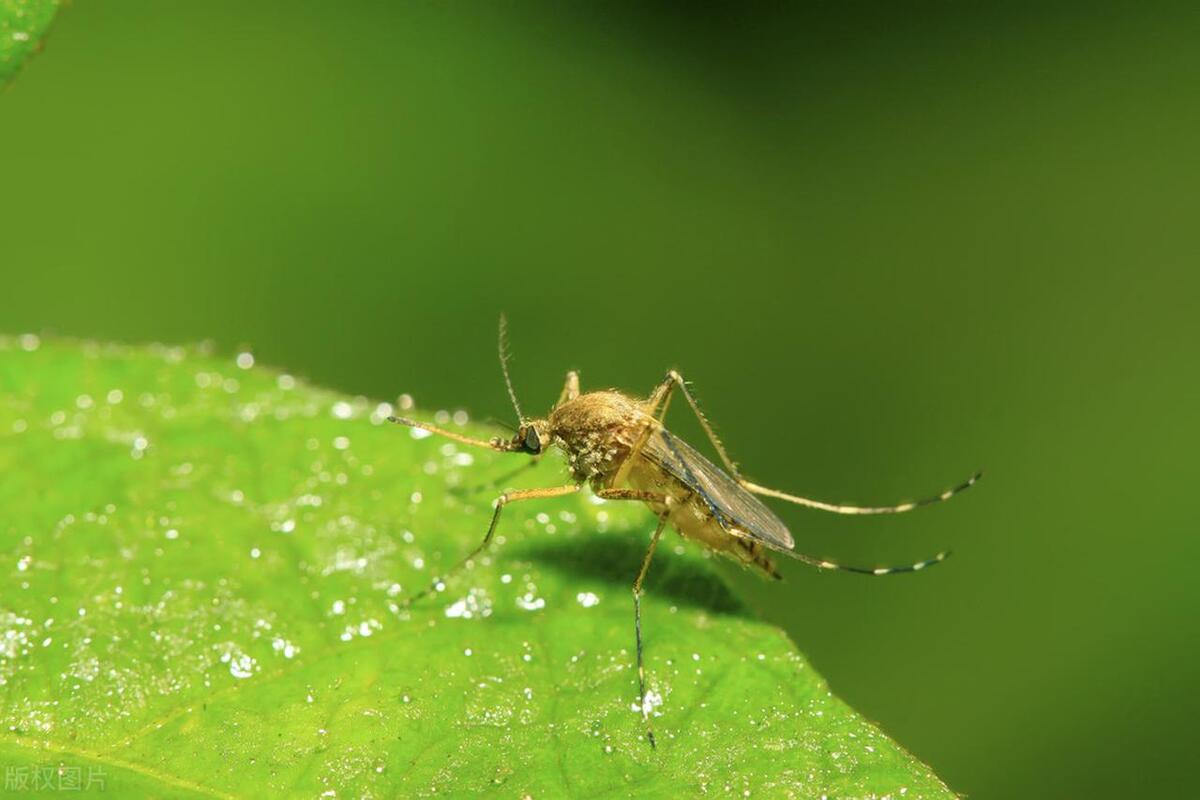 Can making an ooh sound attract mosquitoes? Can this kind of mosquito ...