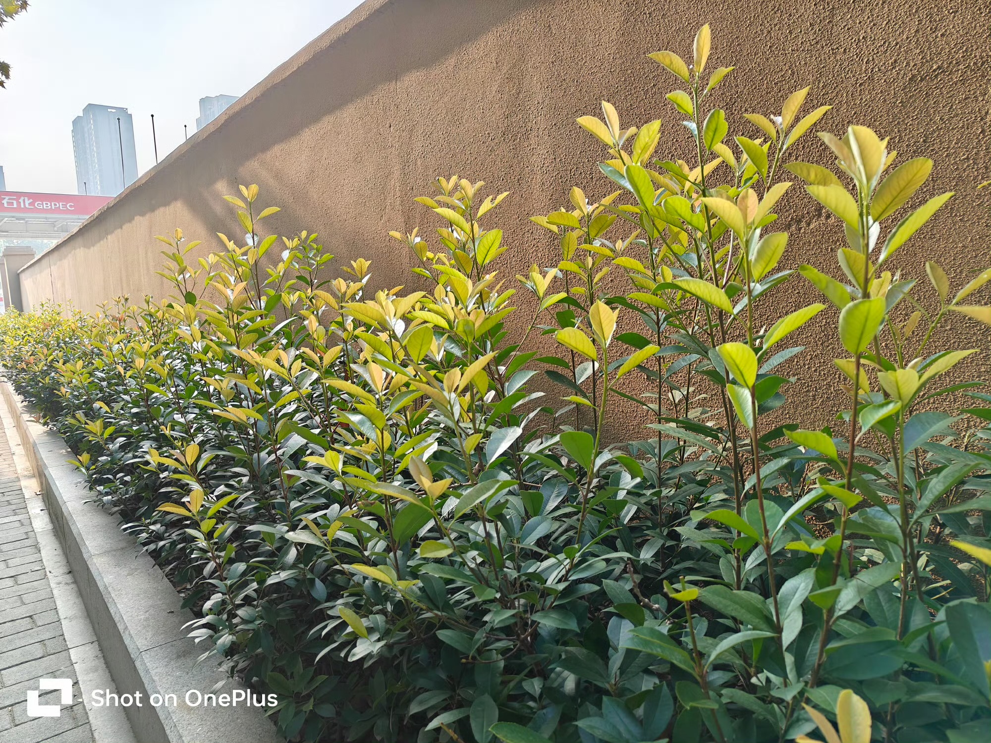 OnePlus Ace 2 Pro review: Behind the excellent performance, there are ...