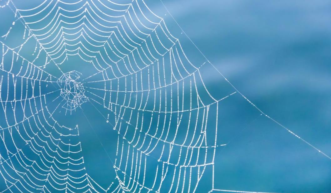 How spiders use wind to fly and build webs - iMedia