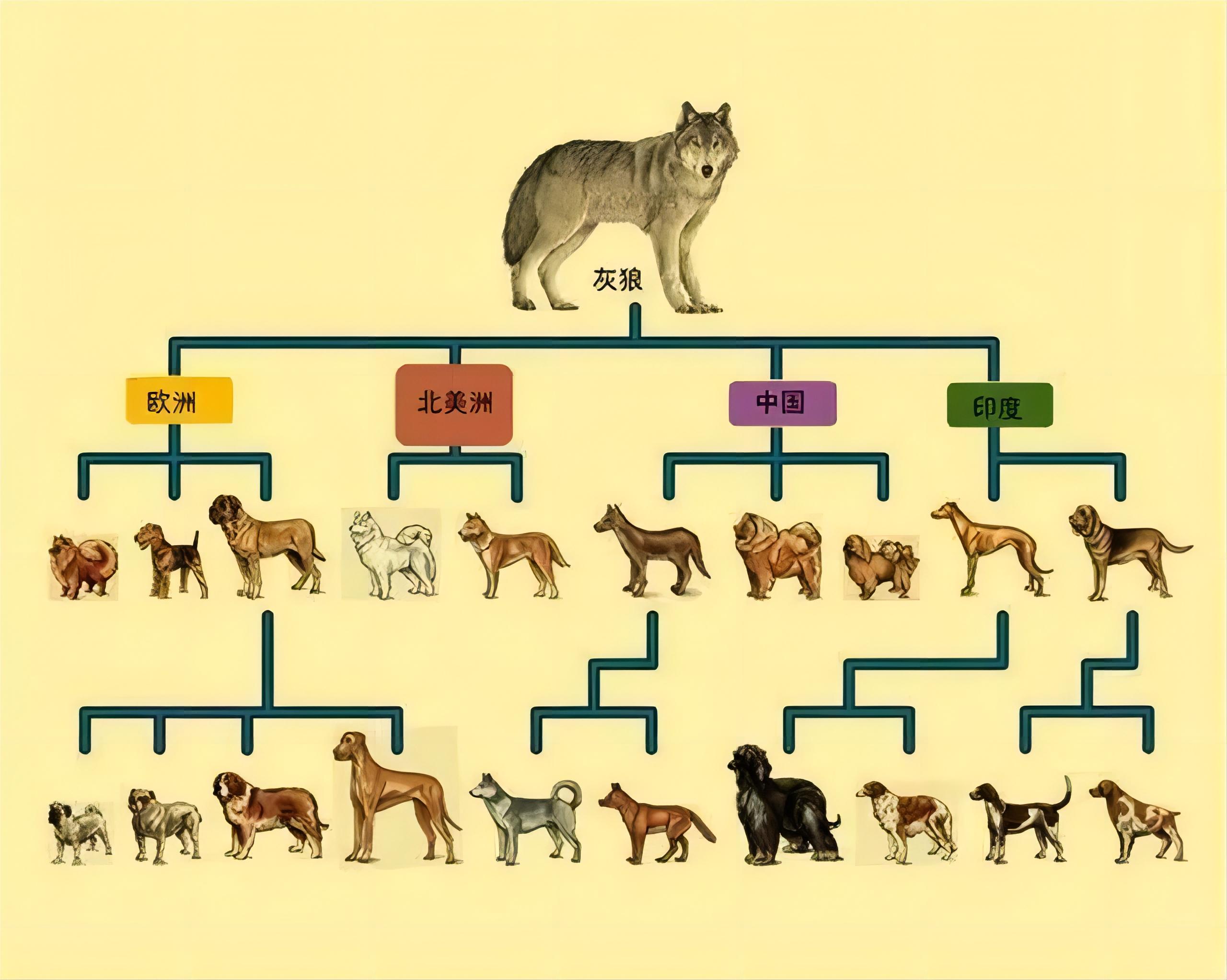 Why are dogs naturally loyal to humans? - iNEWS