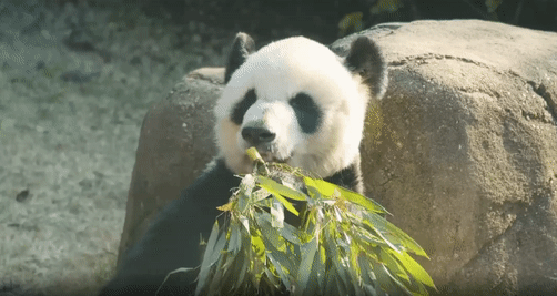 No abuse! The giant panda Yaya has been taken care of by someone in the ...