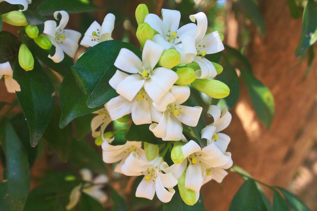 5 kinds of "strong fragrance flowers", the fragrance is strong, like ...