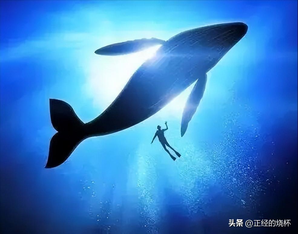 What does it mean for blue whales to rise, how long do they live, and ...