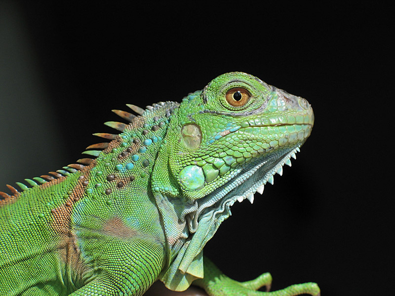 Top 10 Most Famous Lizards In The World - iNEWS