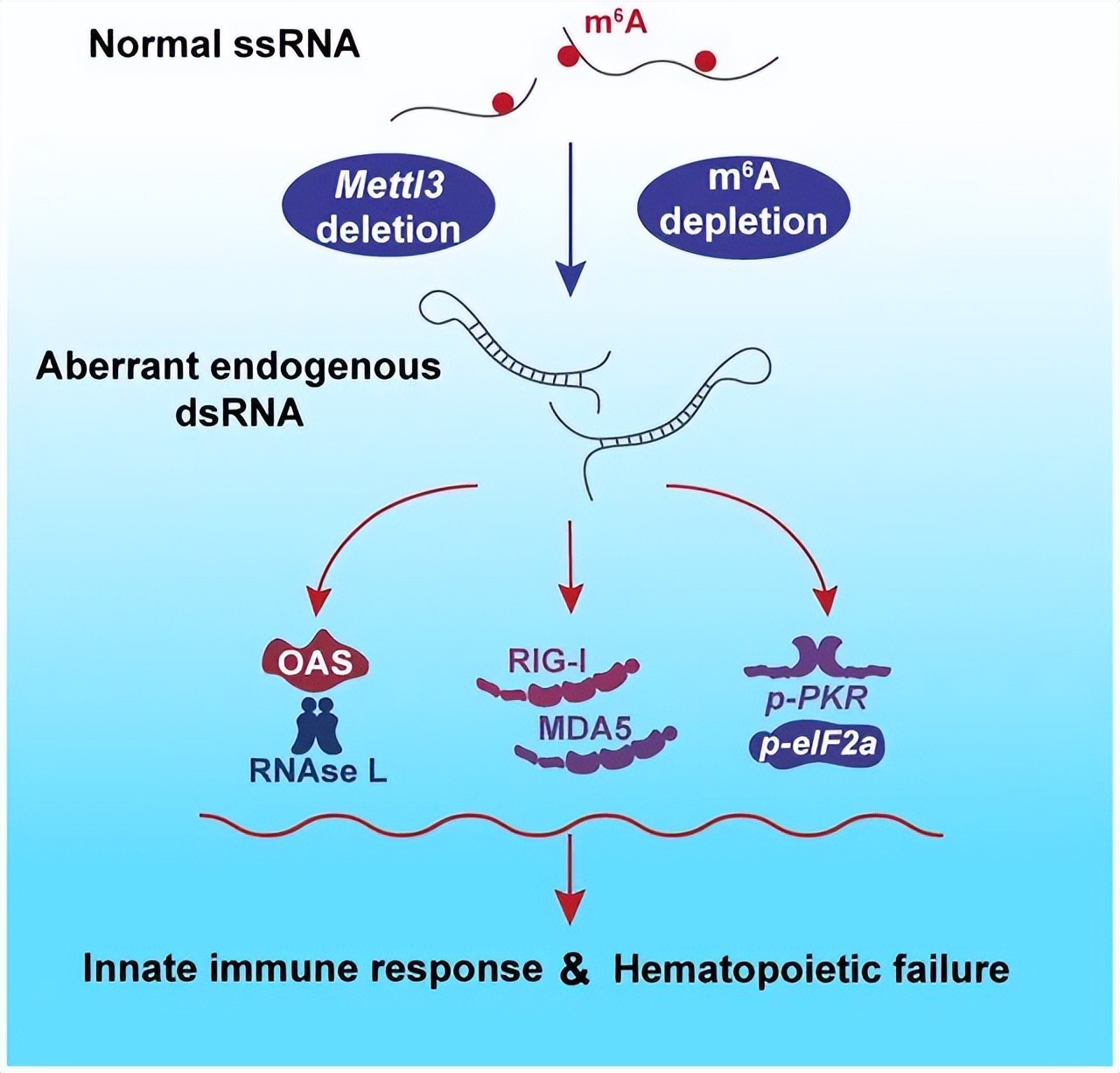 Effects of RNA methylation on immune cell development and function - iNEWS