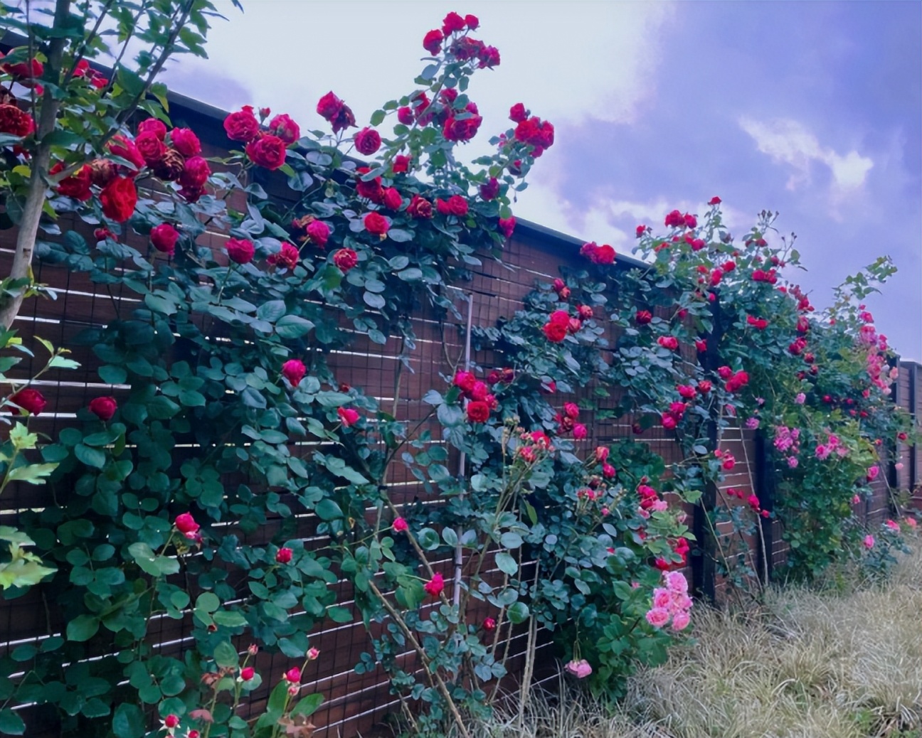 Zhang Xinyu's mansion is extravagant, with a large yard, a sea of ...