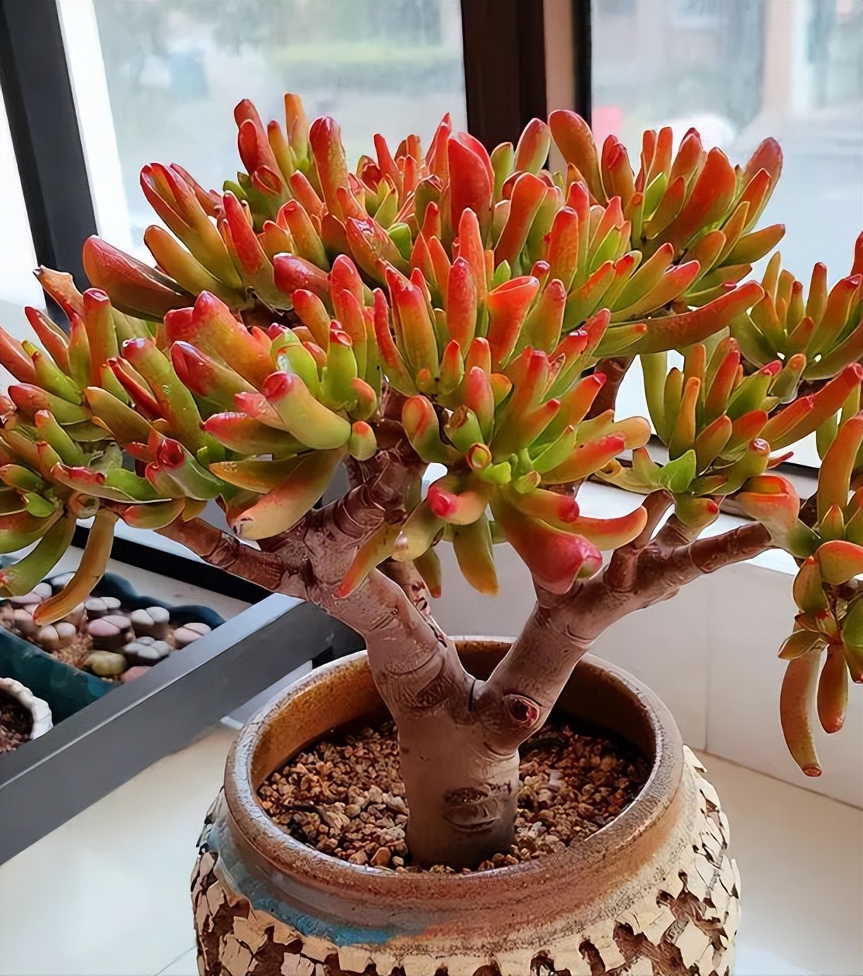 "Put 5 trees in your home, and your family will prosper and make a ...