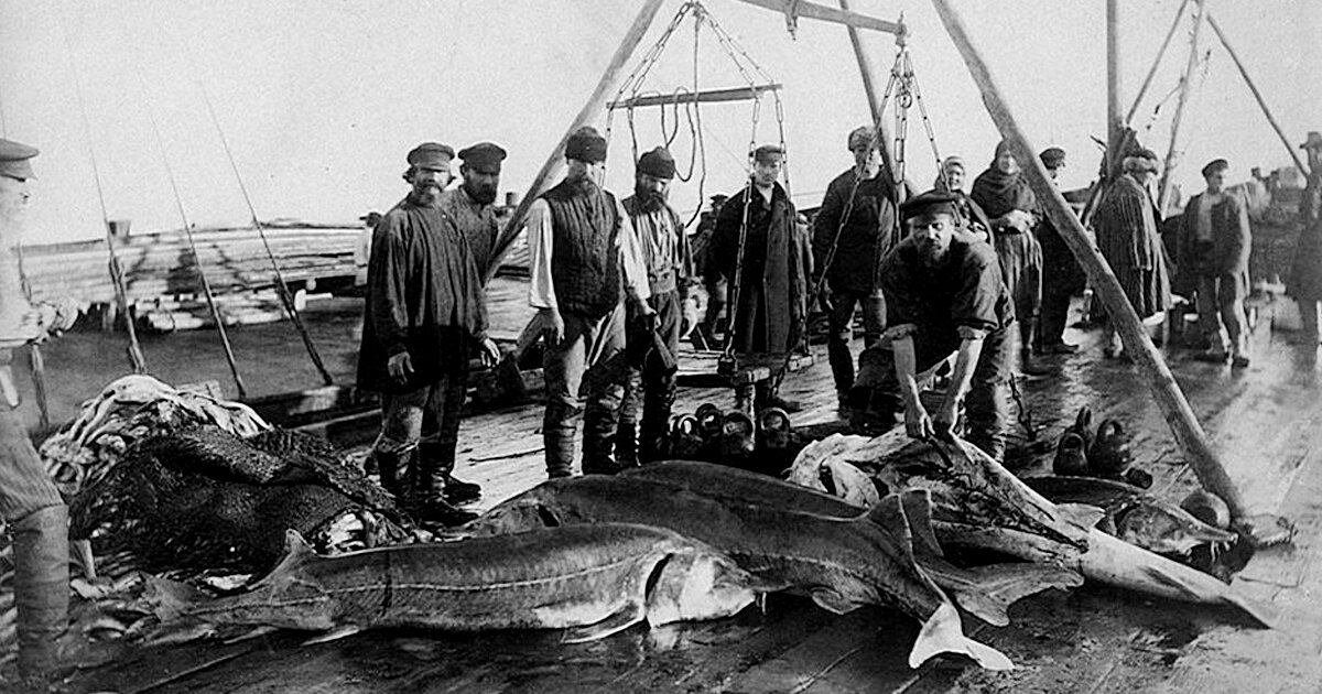 Isinglass: under what circumstances would Russians eat it - iNEWS