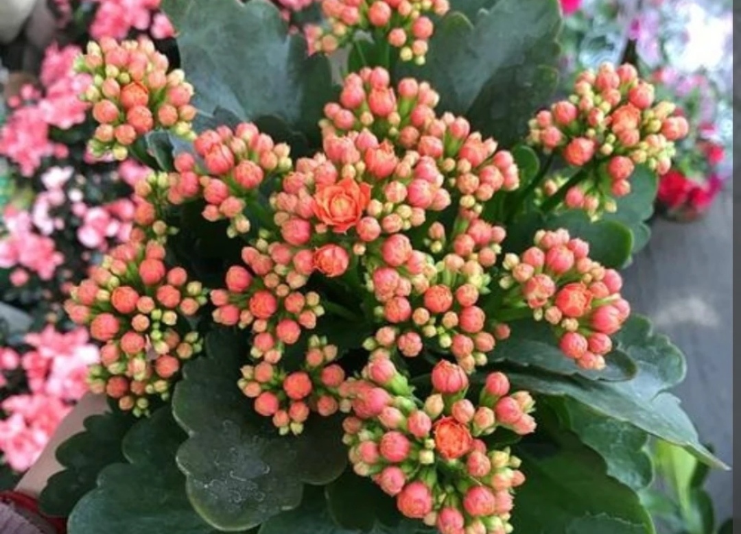 The longevity flower begins to grow buds, and I am afraid that I will ...