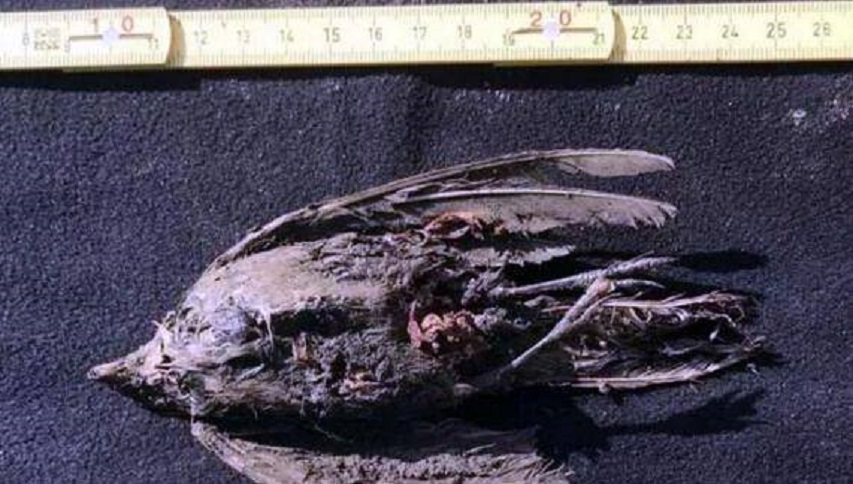 A 46,000-year-old "corpse" was found in the Arctic, the earth may be ...