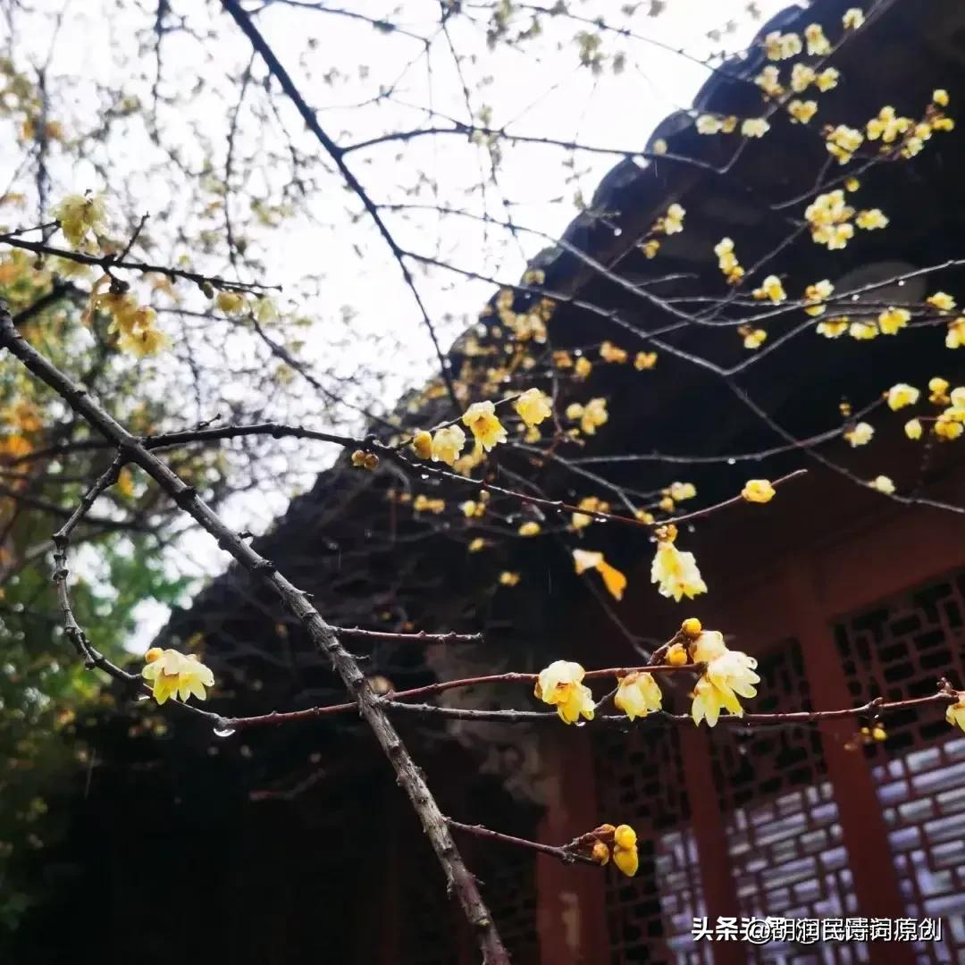 The Seven Laws: The Rain of the Lantern Festival knocks on the spring ...