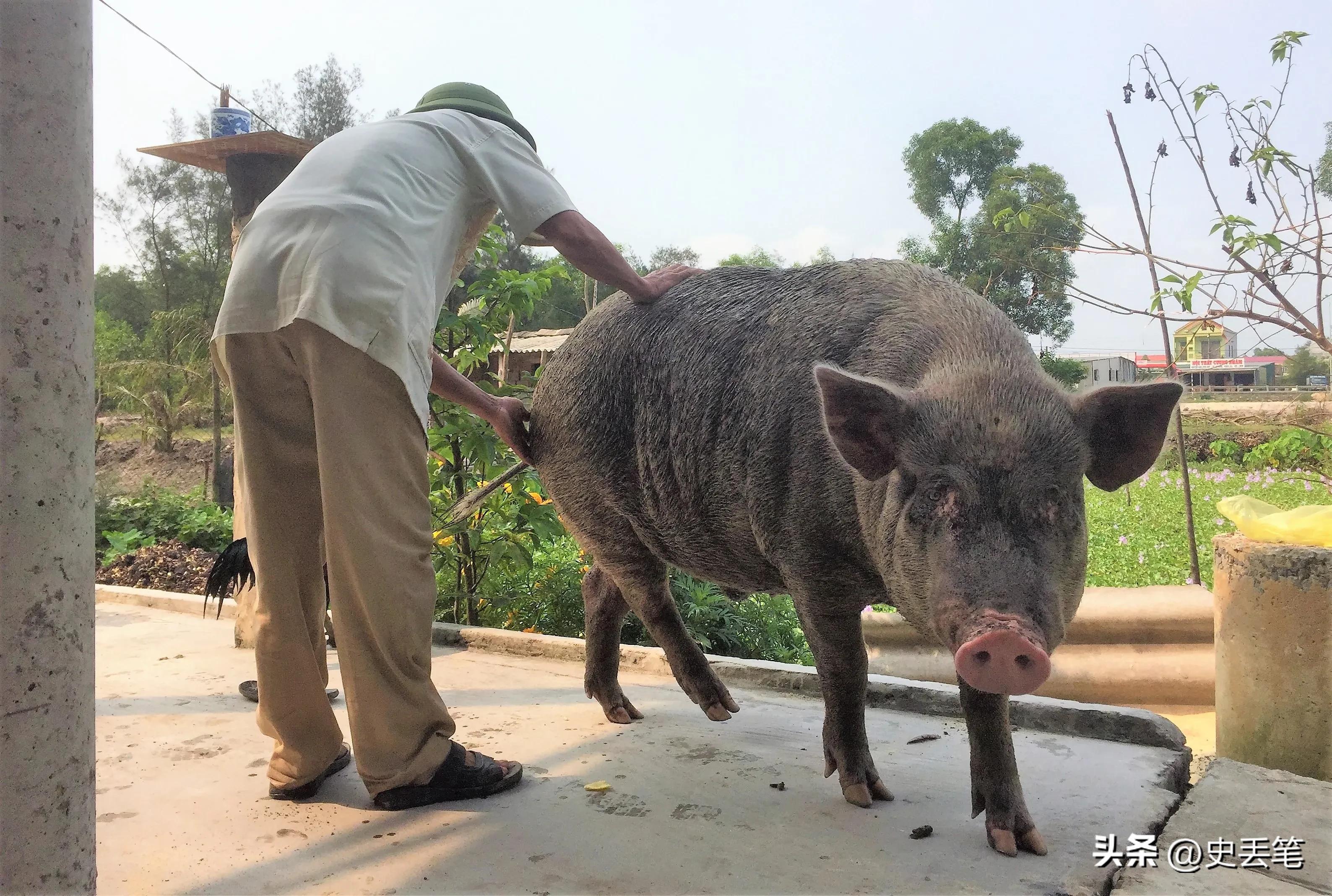 There is a pig in his family who can understand human nature. After ...