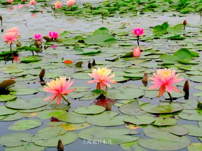 The water lilies next to the thousand-meter plank road in Minhang ...