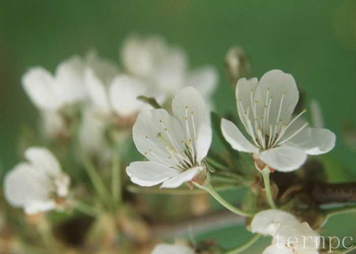 Excellent Fruit Tree - European Sweet Cherry - iNEWS