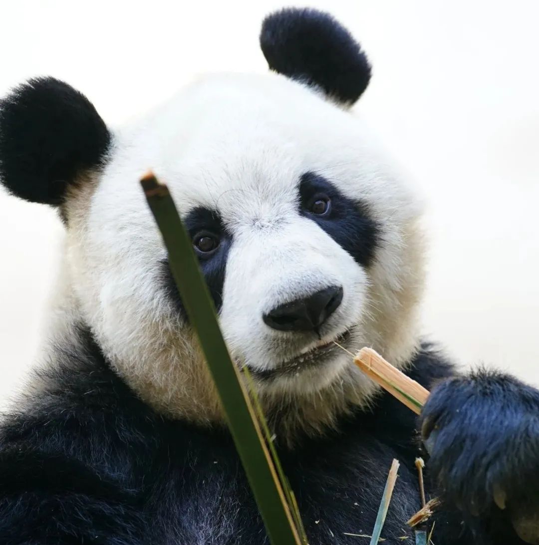 Giant panda Susan, who used to like to suck her thumb, has been a ...