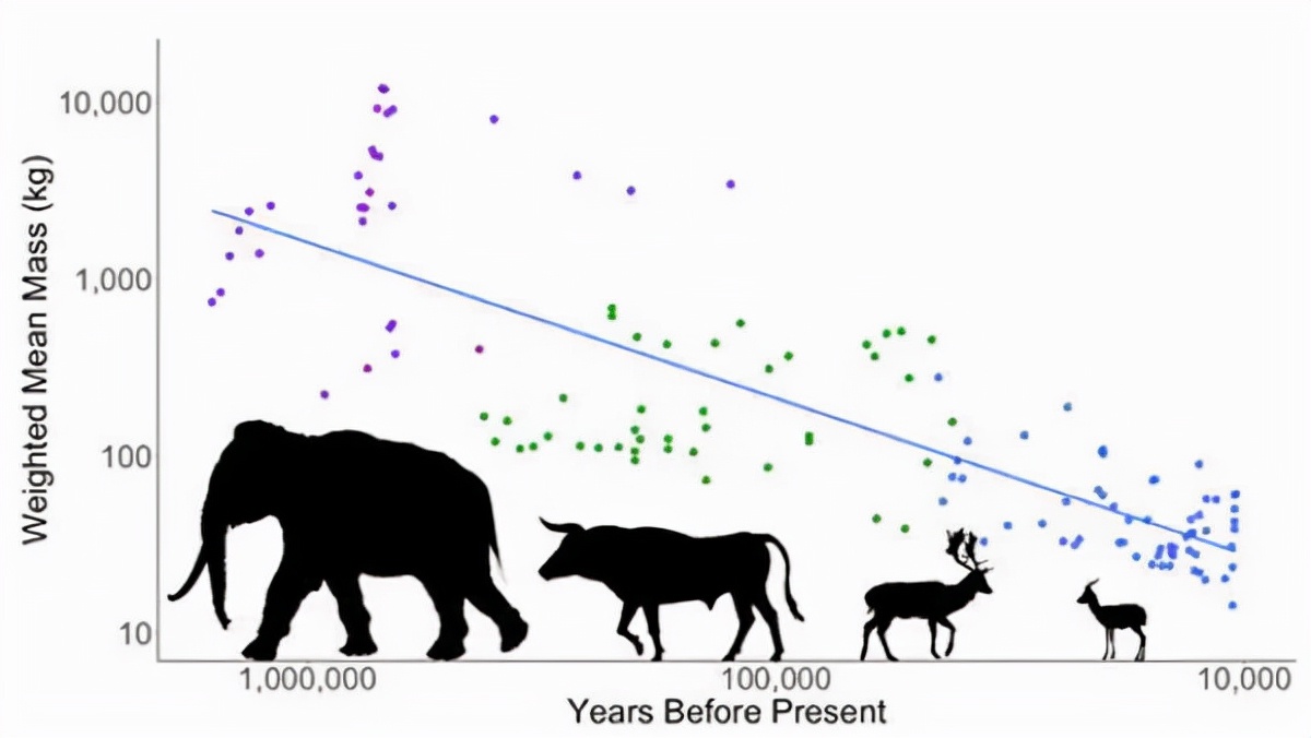In the past 1.5 million years, the average body weight of mammals has ...