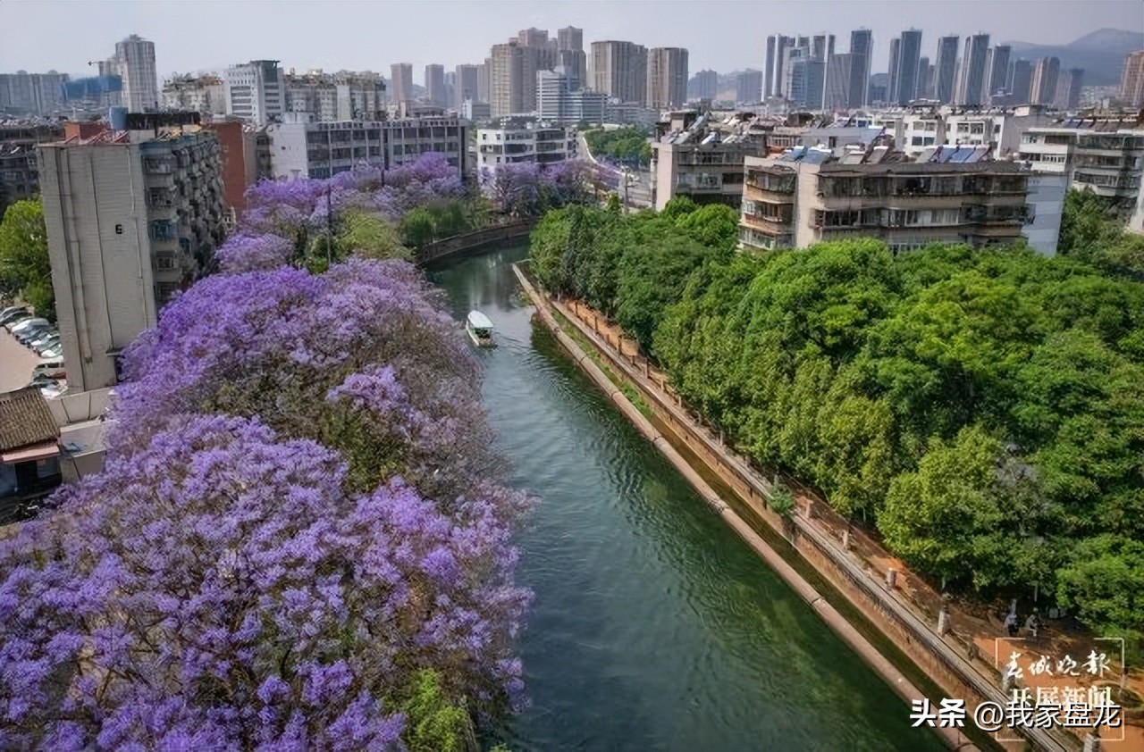 In Panlong, take a cruise, enjoy the jacaranda... - iNEWS
