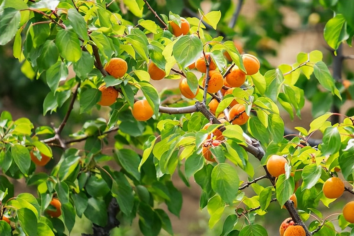 There is a rural saying: "If you don't plant apricot trees in the ...