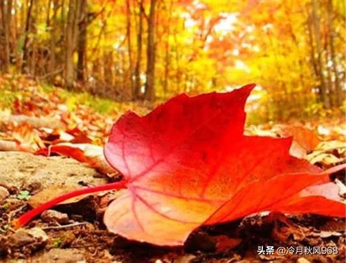 Prose: The red leaves are drunk in the late autumn, and the love is ...