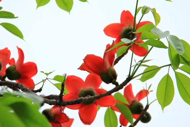 Mianchi celebrity Shi Ping - iNEWS