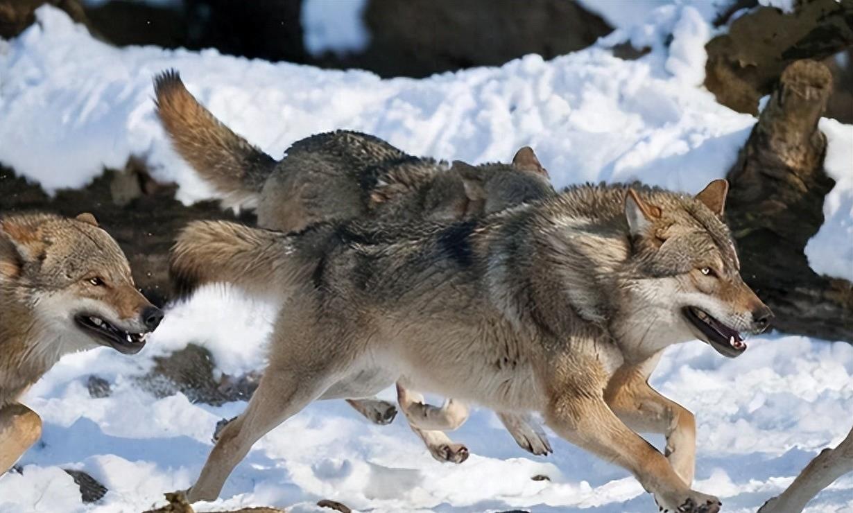 An old man from Northeast China rescued a wolf and released it a few ...