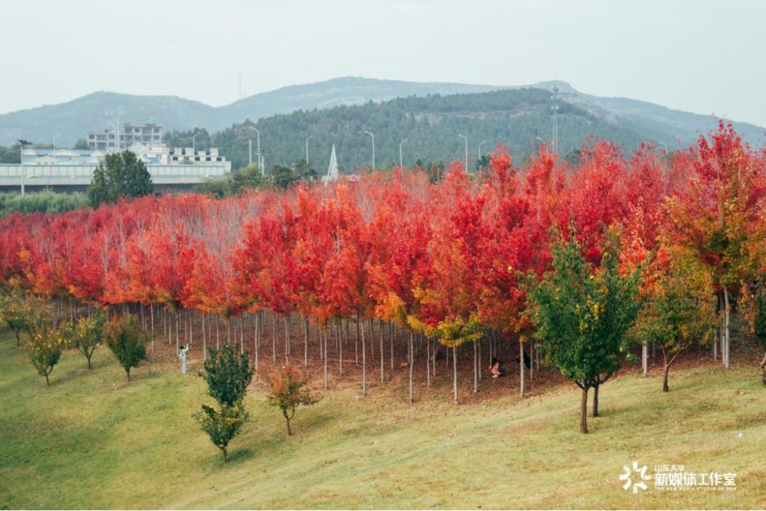 Magical plants, in Shanda! - iNEWS