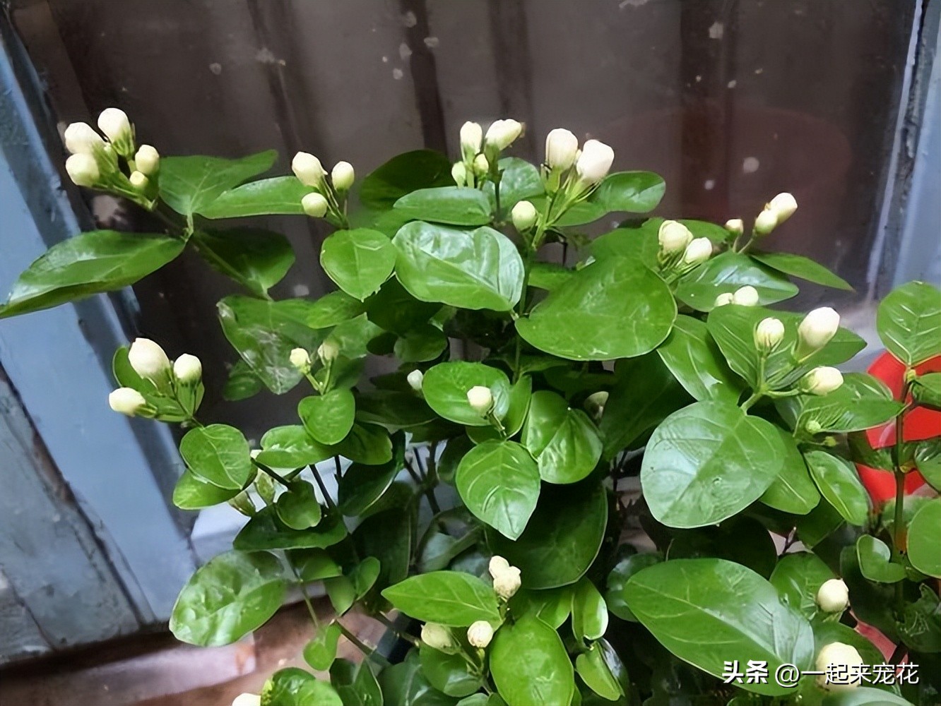 Raising jasmine flowers in autumn - iNEWS