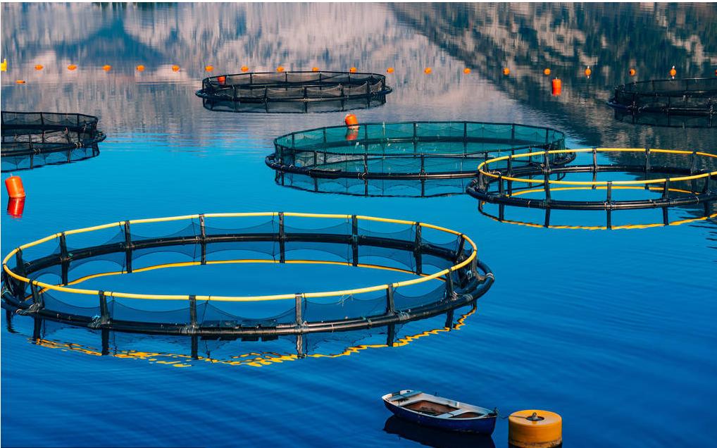 Improve water use methods to control the occurrence of fish diseases ...
