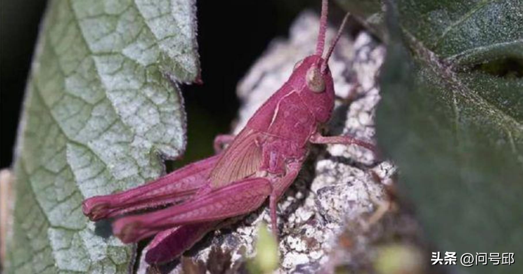 British amateur photographer discovers extremely rare pink locusts in ...