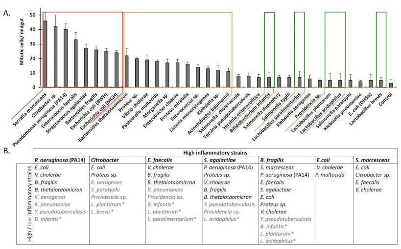 Antagonism of Proteobacterium and Firmicutes secreted factors against ...