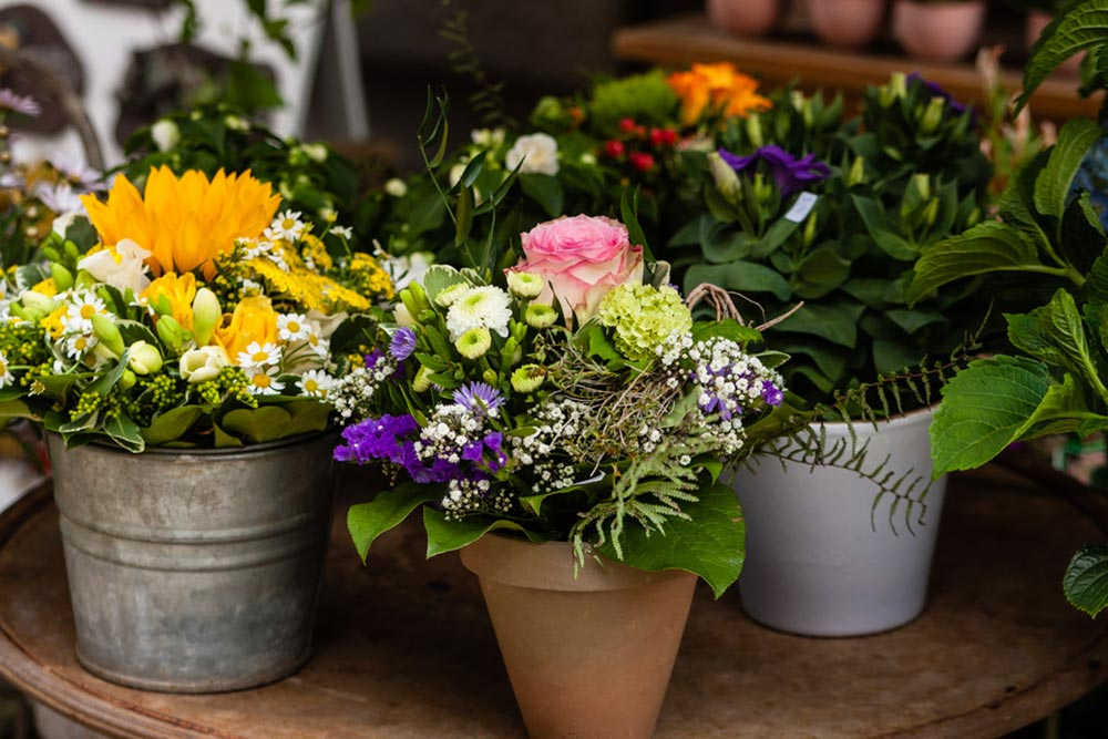 [Flower-raising knowledge camp] What flowers are best to grow indoors ...
