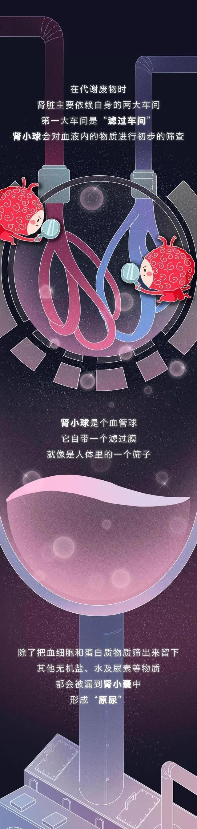 How is the kidney "emptied"?Comics reveal the whole process, it is ...