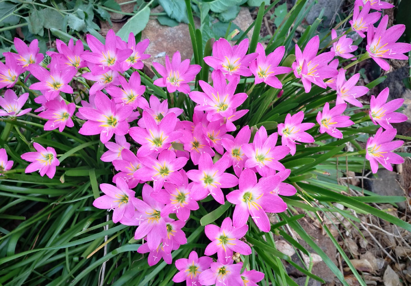 4 kinds of flowers are easy to maintain, they can grow "with soil and ...