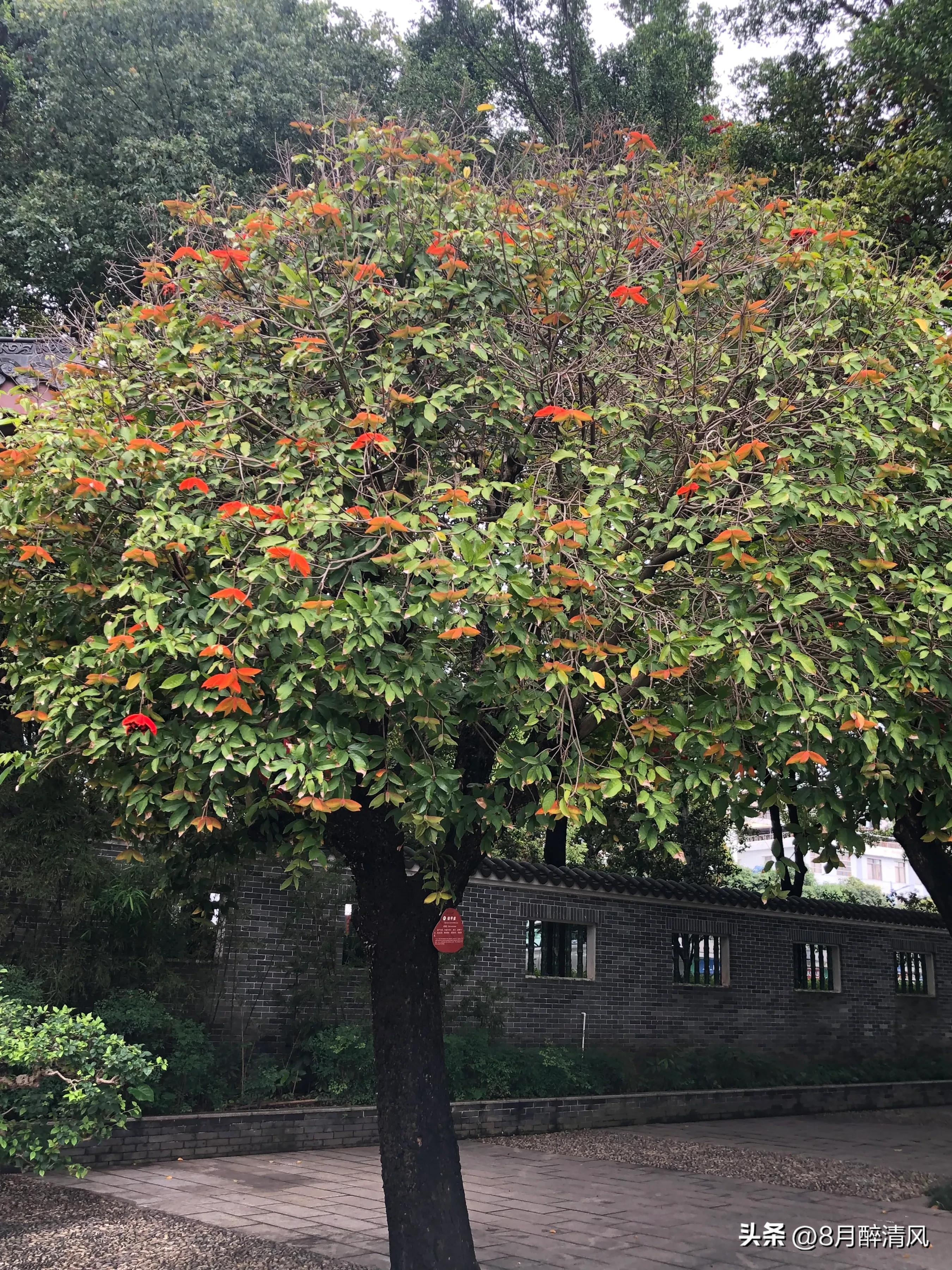 strange fake apple - iNEWS