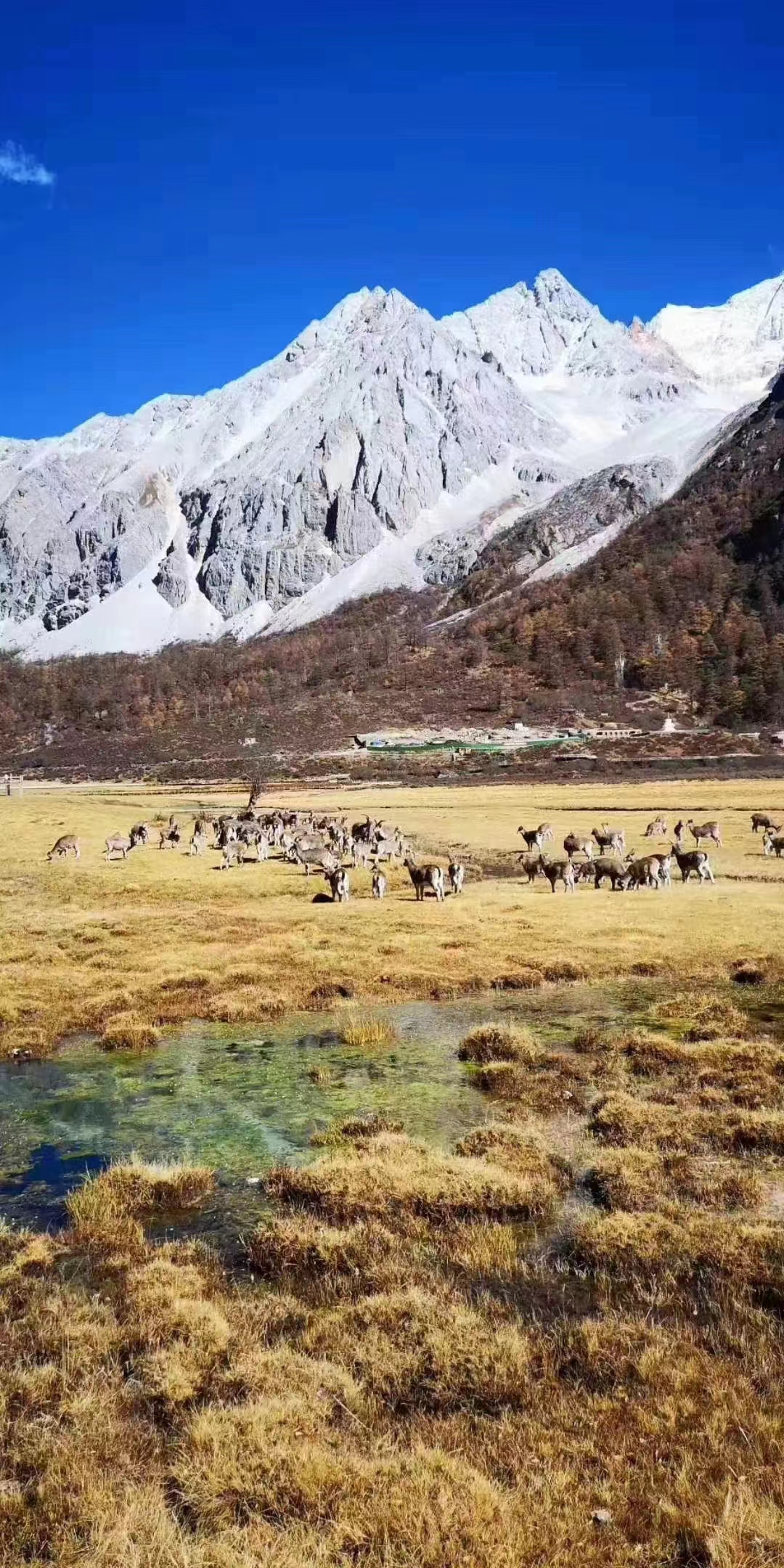 Daocheng Yading - iNEWS