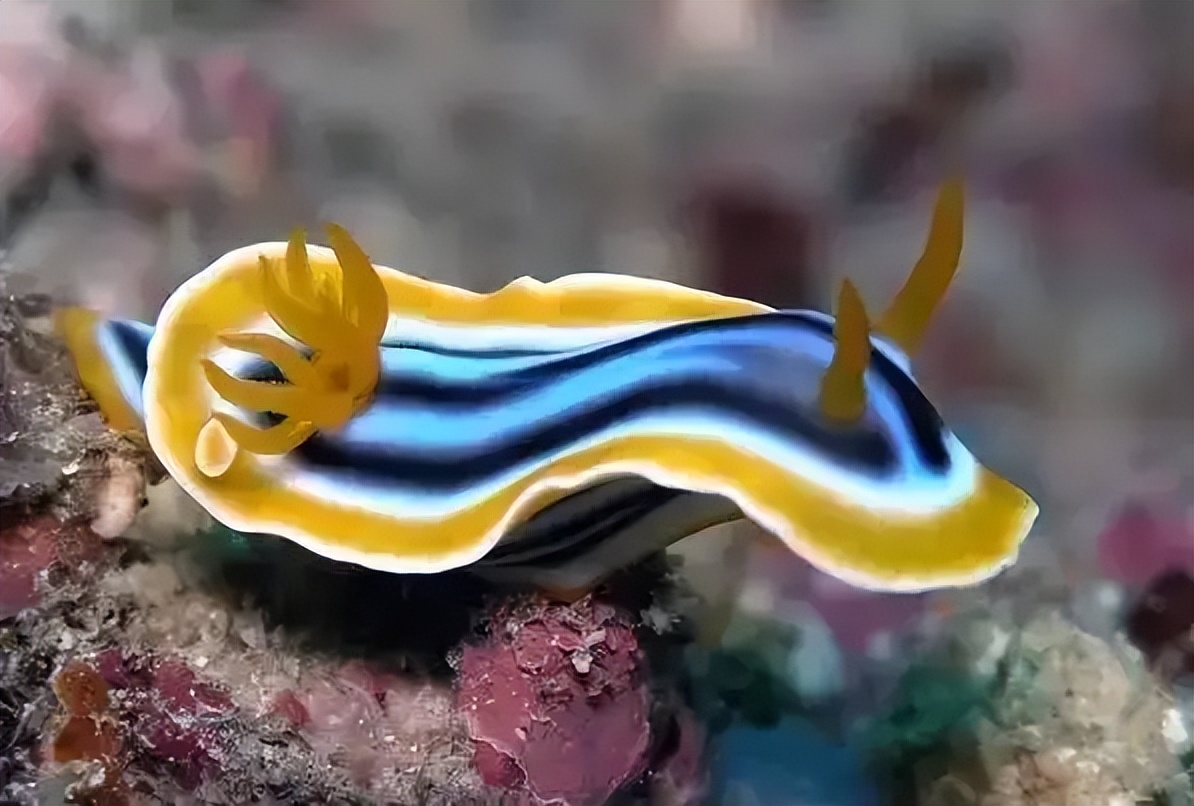 Gene Thief - Sea Rabbit - iNEWS