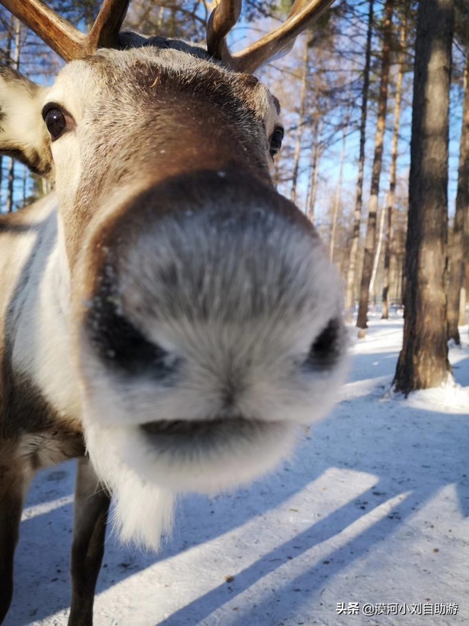 A 3-day tour of Mohe ice and snow, walk into the Ewenki envoy tribe ...
