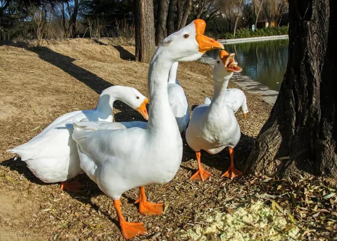 Where there are geese, there are no snakes. Snakes are afraid of geese ...