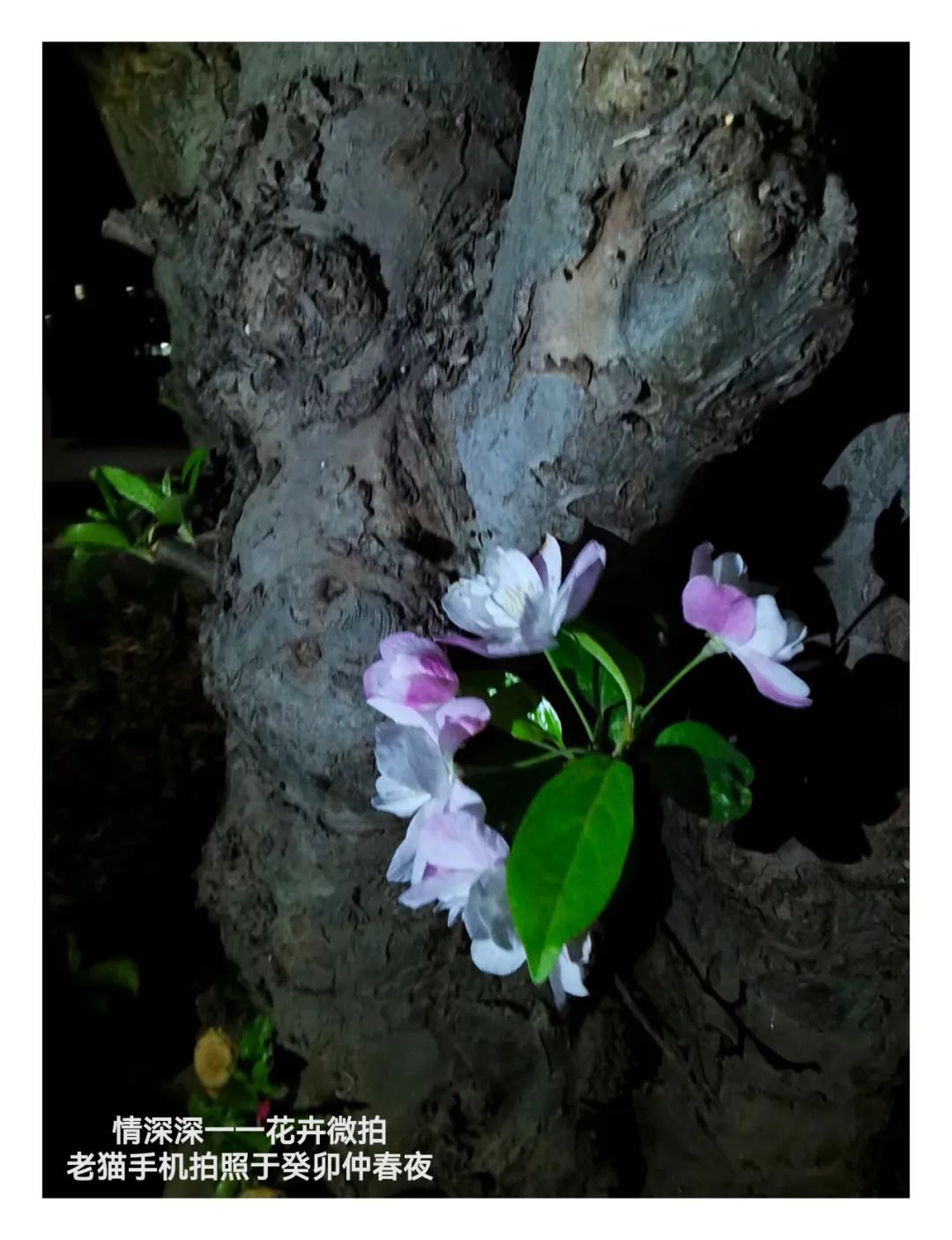 Brother and sister Yang Chengbin and Yang Yanhua jointly composed poem ...