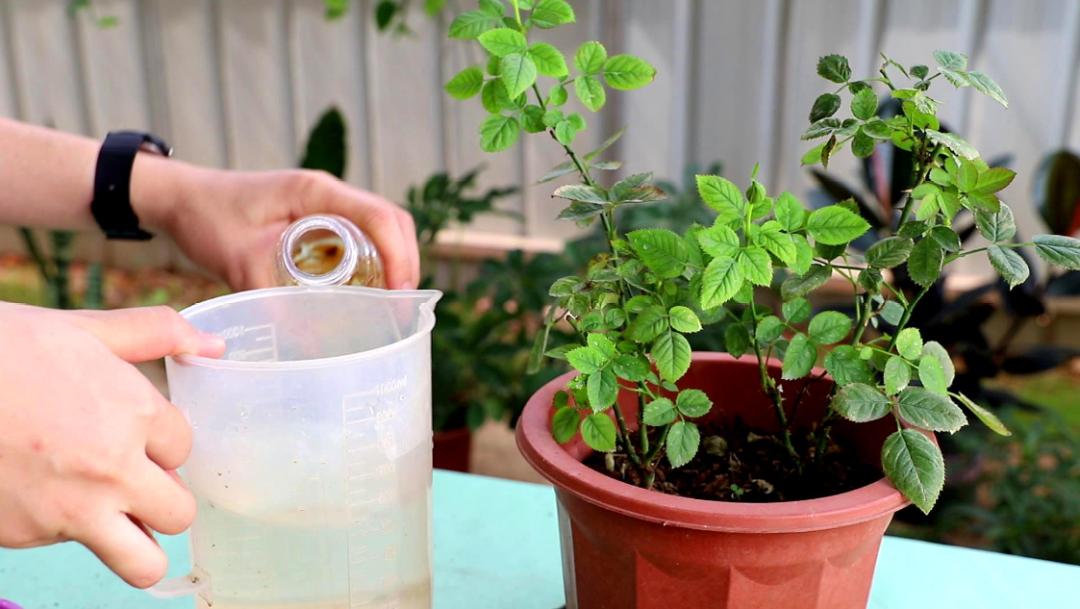 After the rose flower fails to bloom in spring, do these 3 things ...