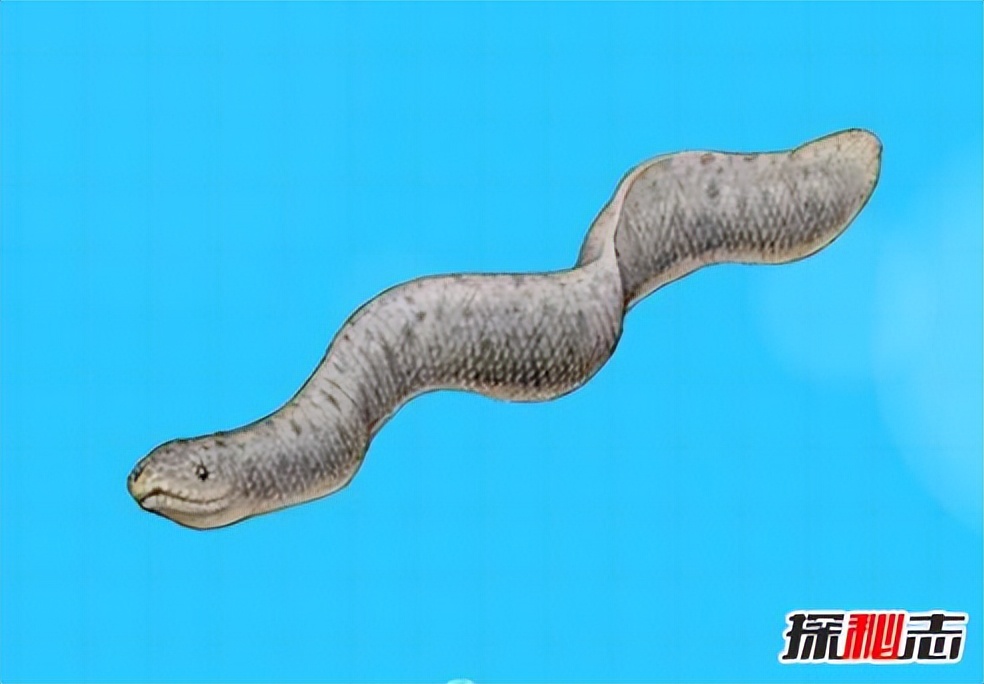 Prehistoric giant ancient cup snake, a giant sea snake with a body ...