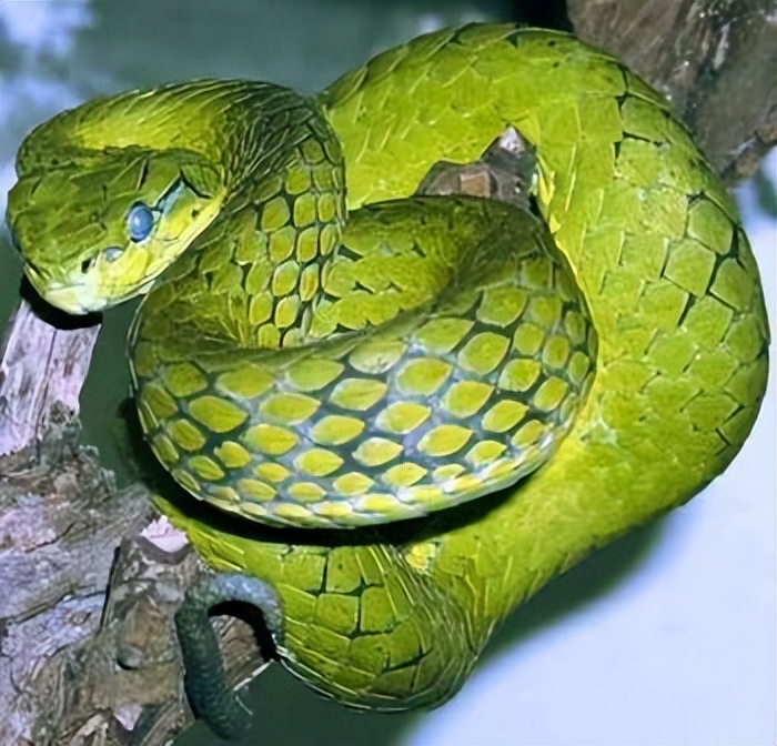 Challenge to popularize a venomous snake every day Day 6 - Big Scaled ...