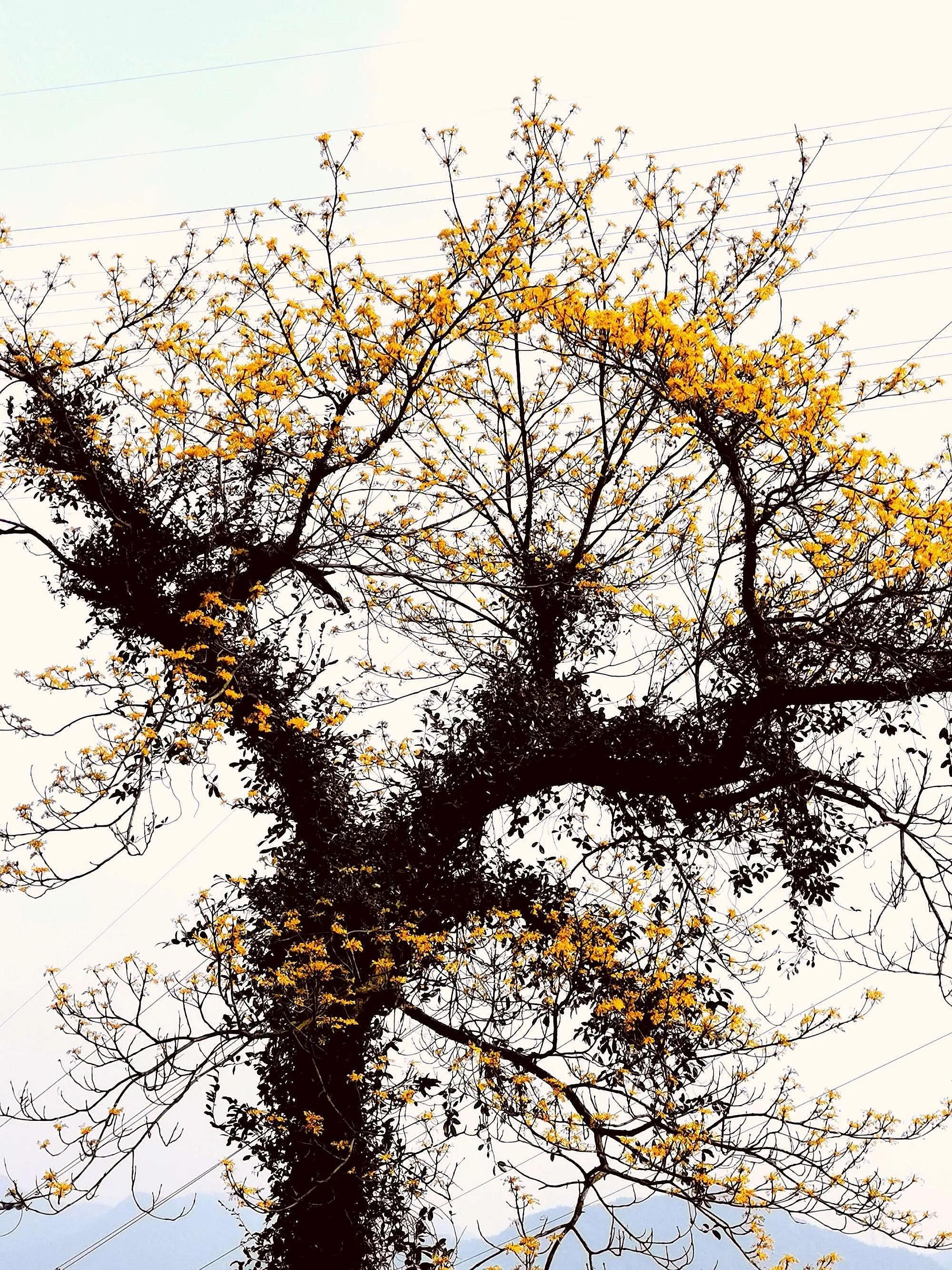 "Qi Huan Gong 10" Guan Zhong first made himself rich and prosperous ...