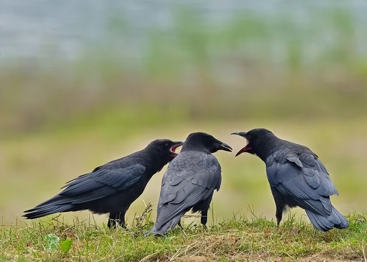The crows are flooding, and the Japanese people eat it in one gulp! Raw ...